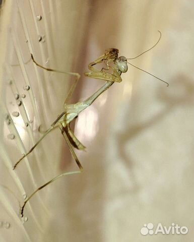 Богомол древесный шриланкийский нимфы