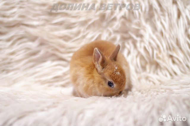 Мальчик рыжий минор, носитель белого голубоглазого