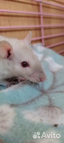 Крысята с клеткой