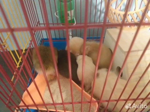 Сирийский хомяк