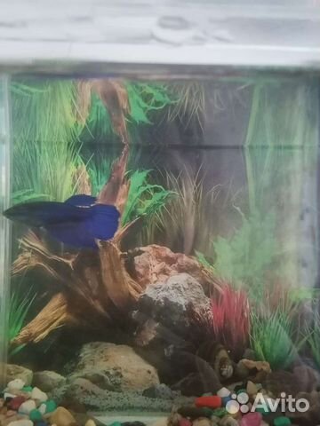 Аквариум