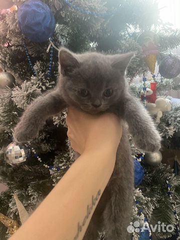 Британские котята мальчик и девочка