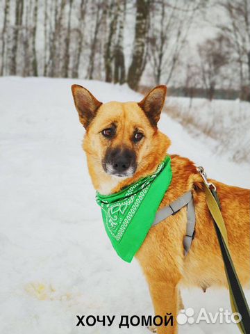 Добрая и послушная Майя ищет дом