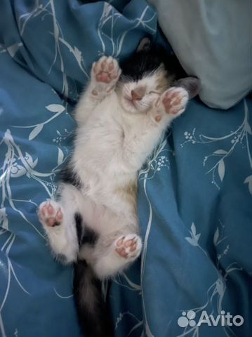 Кошки