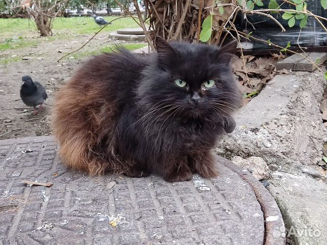 Кошечка погибает на улице