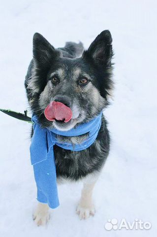 Собака в добрые руки. Шерман ищет дом с любящей се