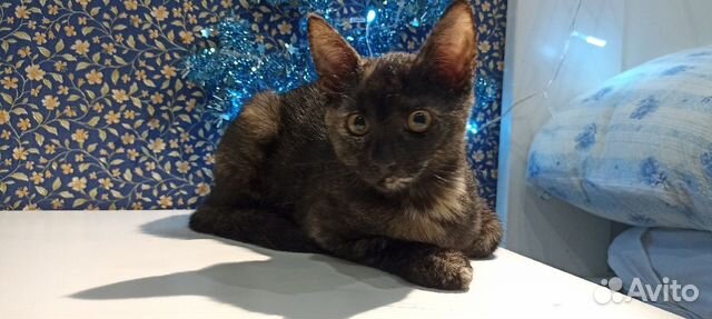 Привита и стерилизована 5 месяцев в дар