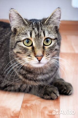 Котик Флинт 1 годик