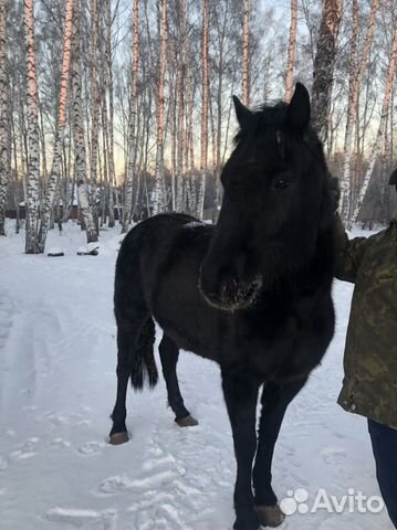 Кобыла