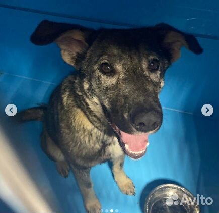 Собачка Булочка