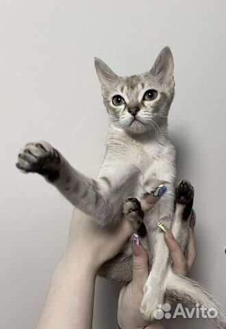 Сингапура котенок