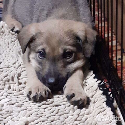 Малыш отдаётся в добрые руки