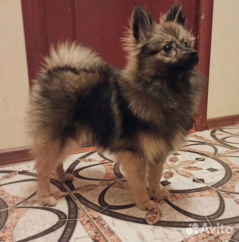 Пушинка соболь