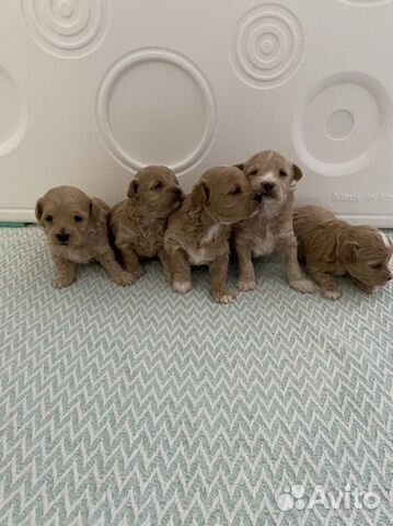 Мальтипу ф1 бронь на Февраль