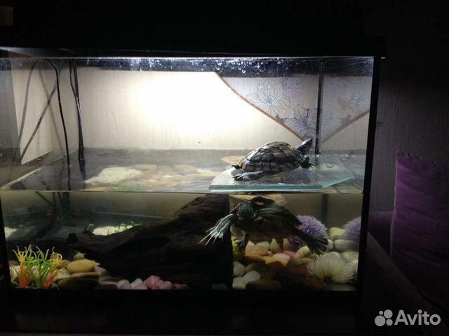 Красноухие черепахи с аквариумом