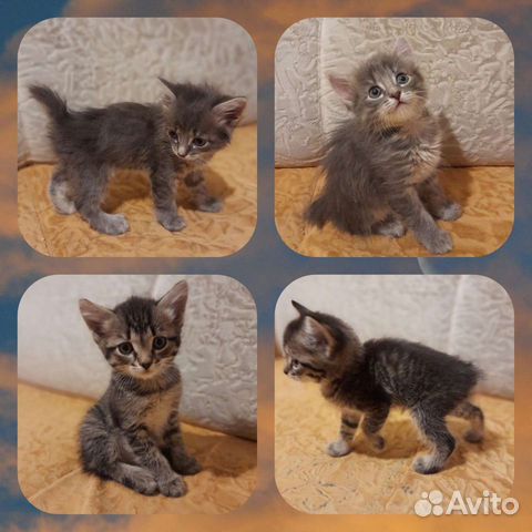 Котята курильского бобтейла
