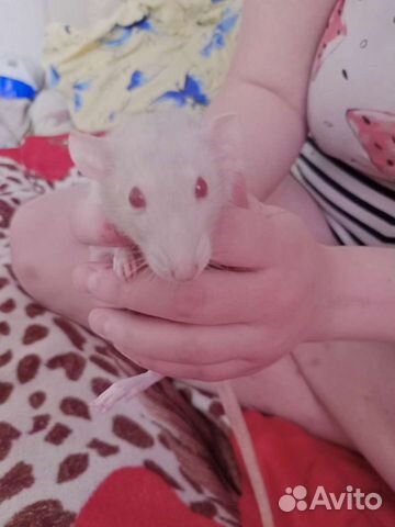 Крыса дамбо