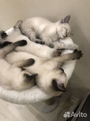 Тайские котята