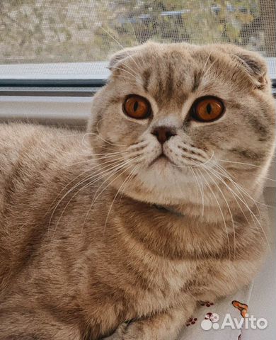 Отдам кота в добрые руки