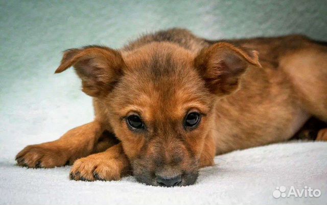 Щенок в добрые руки бесплатно