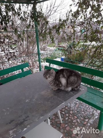 Красавец ищет хозяина