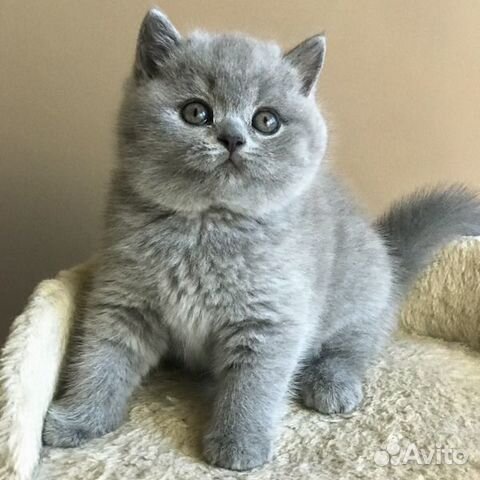 Бритатулька лилово- голубая