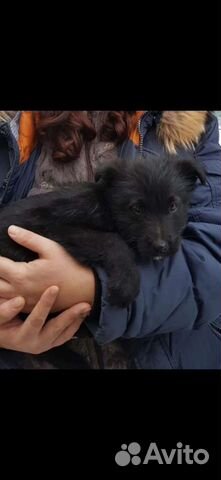 Керн терьер