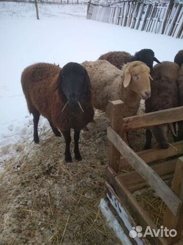 Овцы котные