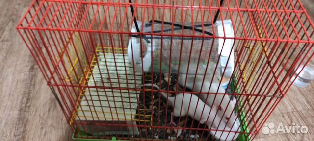 Декоративные крысы