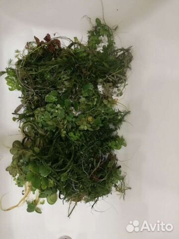 Растения для аквариума