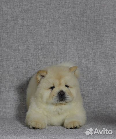 Чаушата медвежата