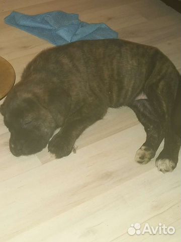 Девочка кане корсо 1 месяц