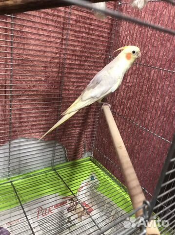 Попугай корелла