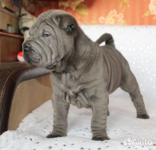 Голубой хорс