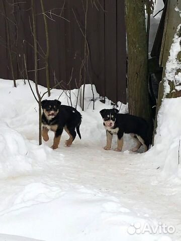 Спасите щенков