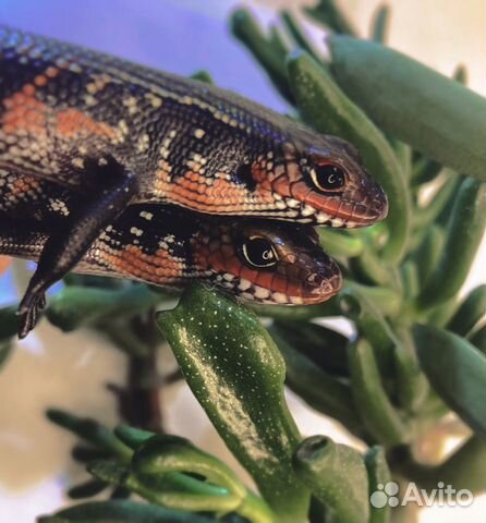 Сцинк огненный