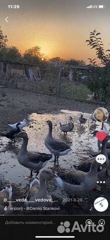Гуси тулужские,утки чубатые