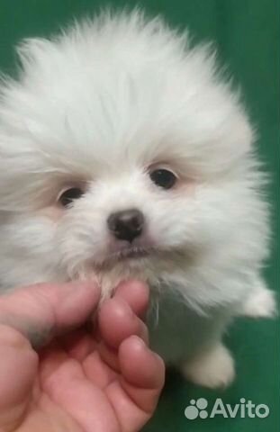 Великолепные малыши померанского шпица