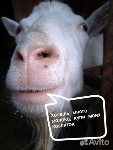 Зааненские козлята