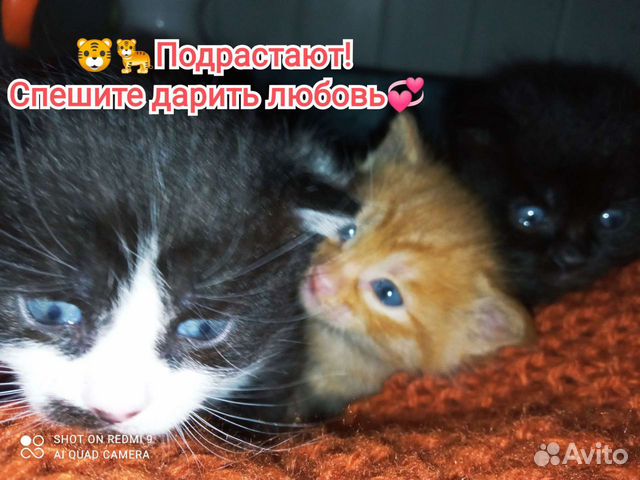 Кошки в добрые руки бесплатно