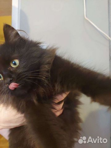 Котята в дар