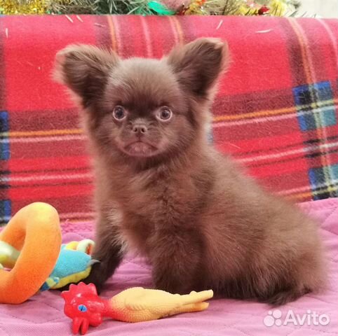 Шоколадная красота стандартного размера