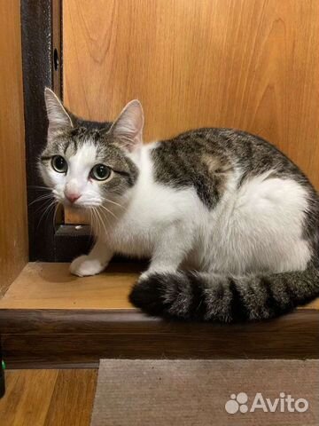 Самый ласковый котёнок в добрые руки