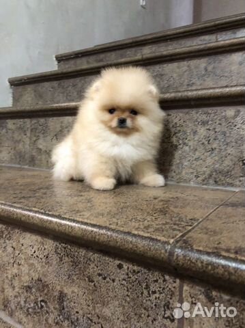 Плюшевые щенки шпица