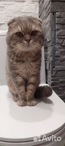 Британский кот