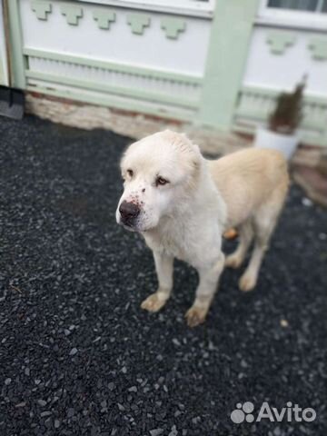 Сао продаём только в хорошие руки