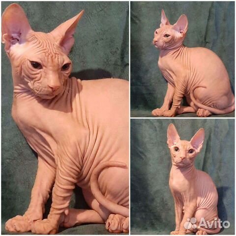 Донской сфинкс котята