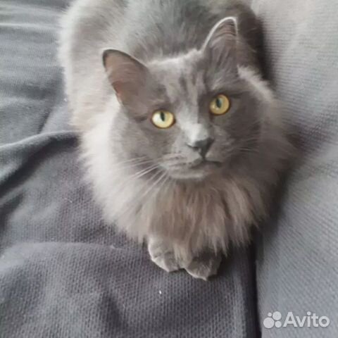 Молодой кот породы Нибелунг
