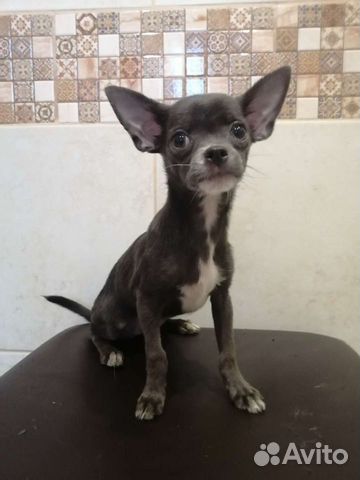 Голубая мини чишка