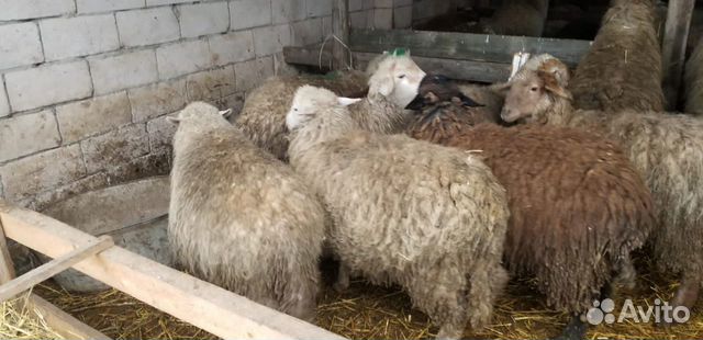 Овцы бараны